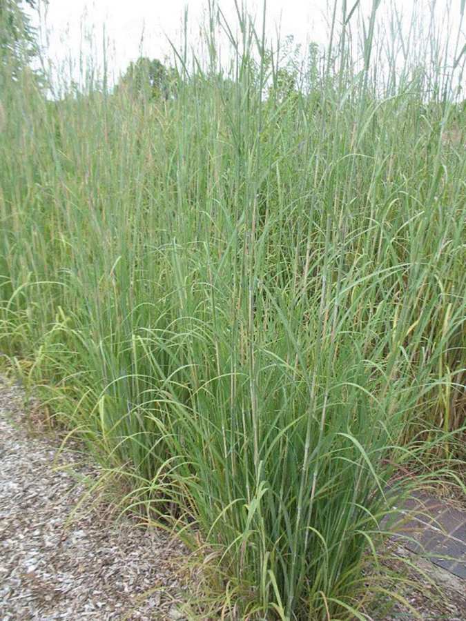 Big Bluestem | MSD